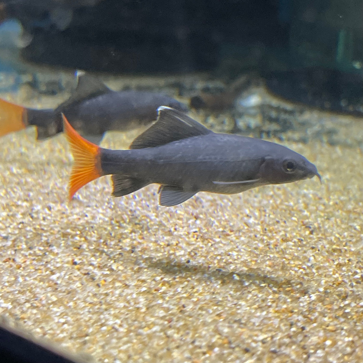 Red Tail Shark - for sale at Aquarium Fish Depot